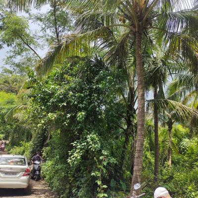 Residential land / Plot for sale in Alibaug Raigad - 9680 Sq. Yard.