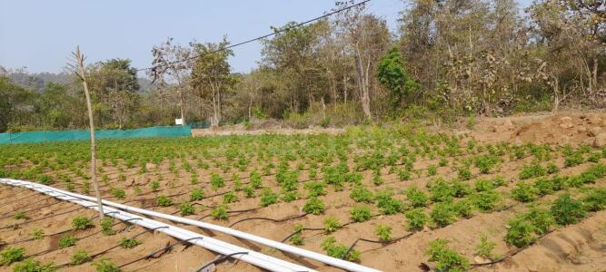 Agriculture land for sale in Pali - Farm land for sale in Pali