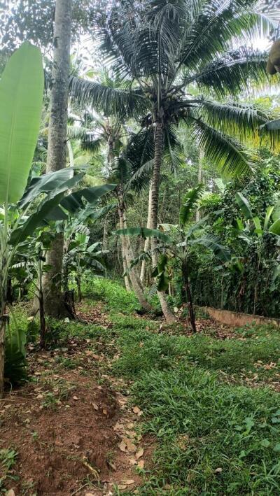 Property in Palliyadi, Kanyakumari without brokerage - Real Estate ...