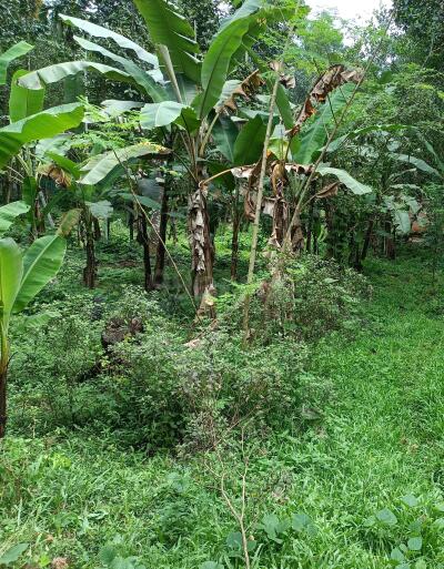 Corner Plots in Kooroppada, Kottayam - Corner Land/ Plots for sale in ...