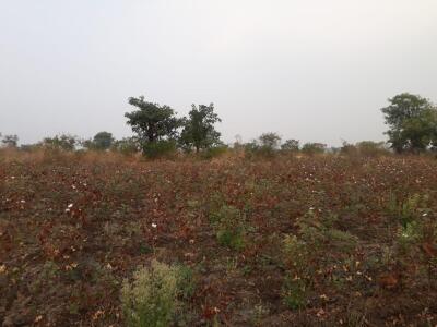 Agriculture / Farm land for sale in Arvi Wardha - 14520 Sq. Yard.