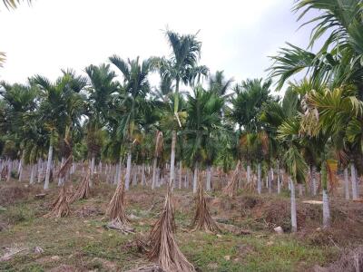 Agriculture / Farm land for sale in Karkala Udupi - 41624 Sq. Yard.