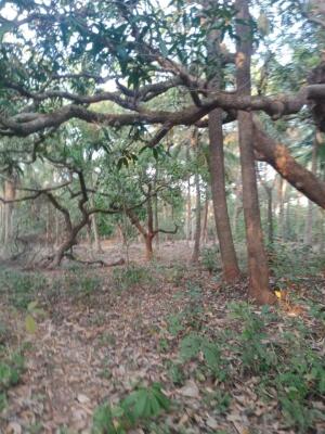 Residential land / Plot for sale in Maina Goa - 57348 Sq. Yard.