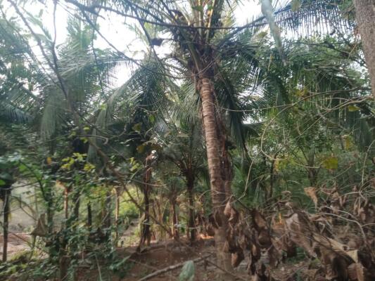 Residential land / Plot for sale in Maina Goa - 57348 Sq. Yard.