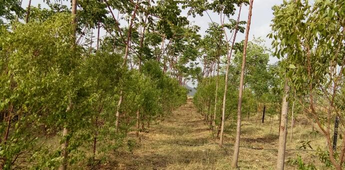 Residential land / Plot for sale in village hingni kings villa Wardha ...