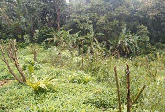Agriculture / Farm land for sale in patla Sakaleshpur - 3087 Sq. Yard.