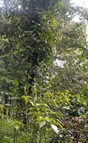 Agriculture / Farm land for sale in patla Sakaleshpur - 3087 Sq. Yard.