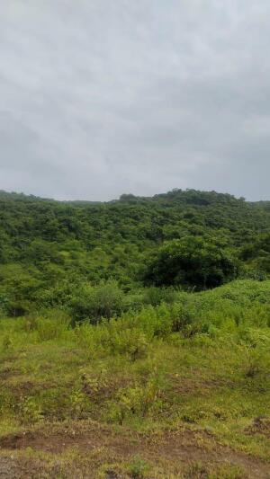 Residential land / Plot for sale in Alibaug Raigad - 24200000 Sq. Yard.