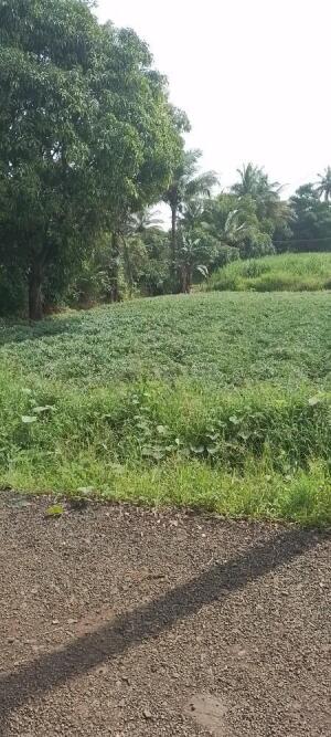 Corner Plots in Mandoli, Belgaum - 1+ Corner Land/ Plots for sale in ...