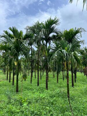 Agriculture / Farm land for sale in Karkala Udupi - 41624 Sq. Yard.