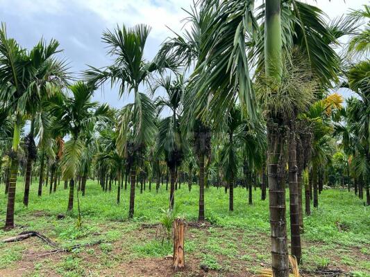 Agriculture / Farm land for sale in Karkala Udupi - 41624 Sq. Yard.