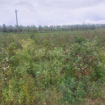 Agriculture / Farm land for sale in Sargur Mysore - 43754 Sq. Yard.