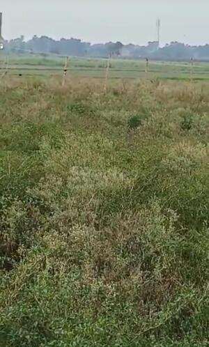 Plots for sale in Fatuha Patna - 3+ Residential Land / Plots in Fatuha ...