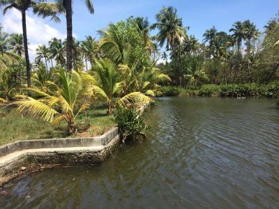 3 BHK Farm house for sale in Padiyur Thrissur - 142878 Sq. Ft.