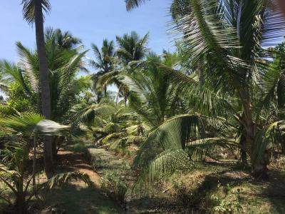 3 BHK Farm house for sale in Padiyur Thrissur - 142878 Sq. Ft.